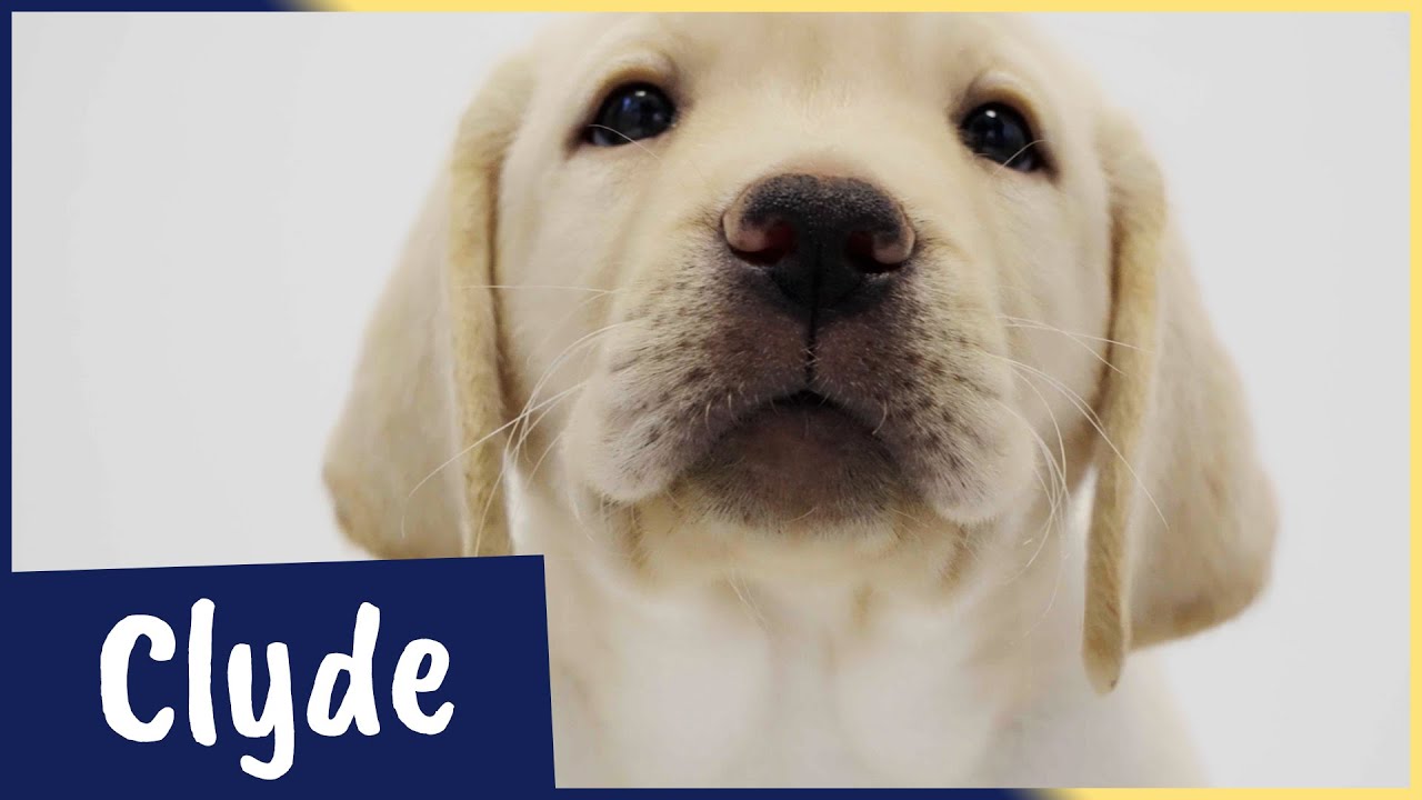 Meet our latest Sponsor a Puppy trainee Clyde - YouTube