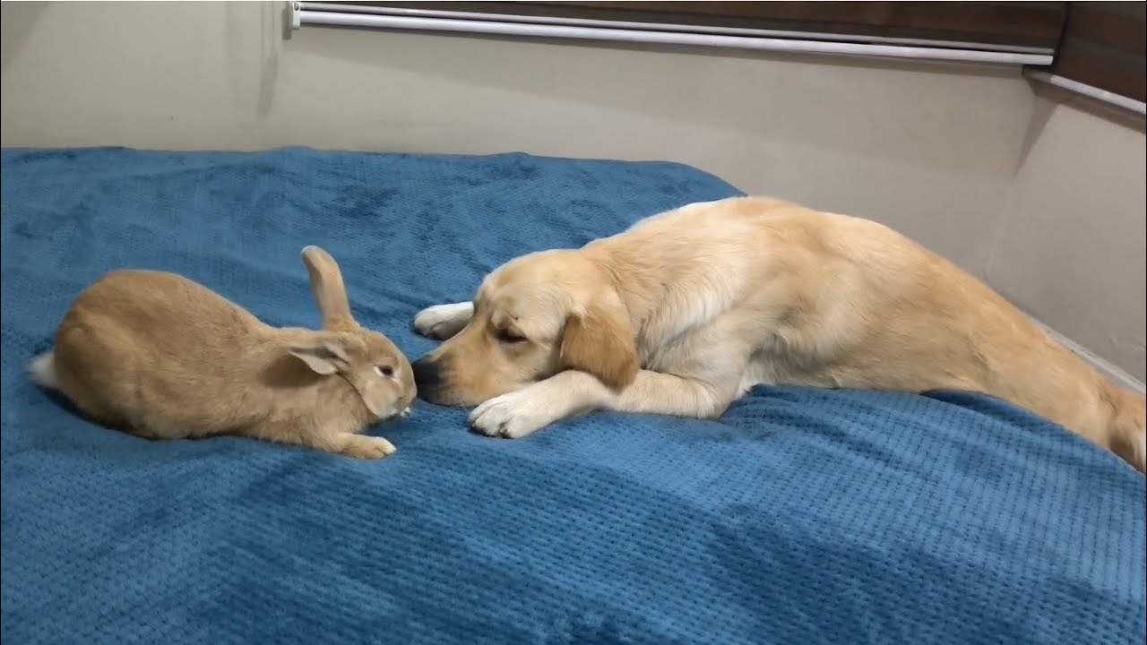 The little rabbit invited the labrador to go to bed.小兔子邀请拉布拉多犬上床睡觉 ...