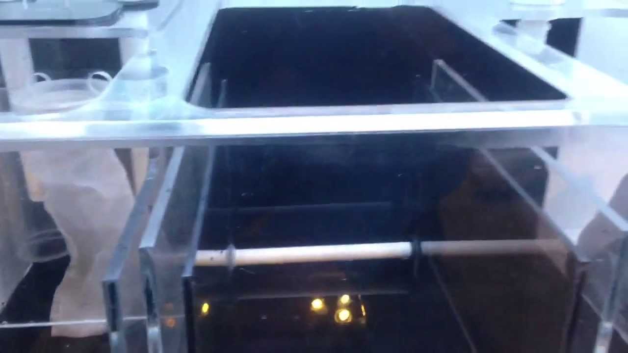 DIY saltwater aquarium sump tank - YouTube