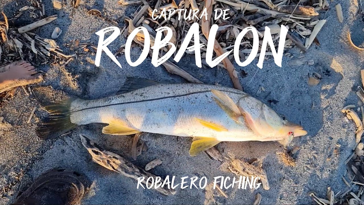 SERIE "EN BUSCA DE ROBALOS" || ENCONTRAMOS UN ROBALON || Pesca de ...