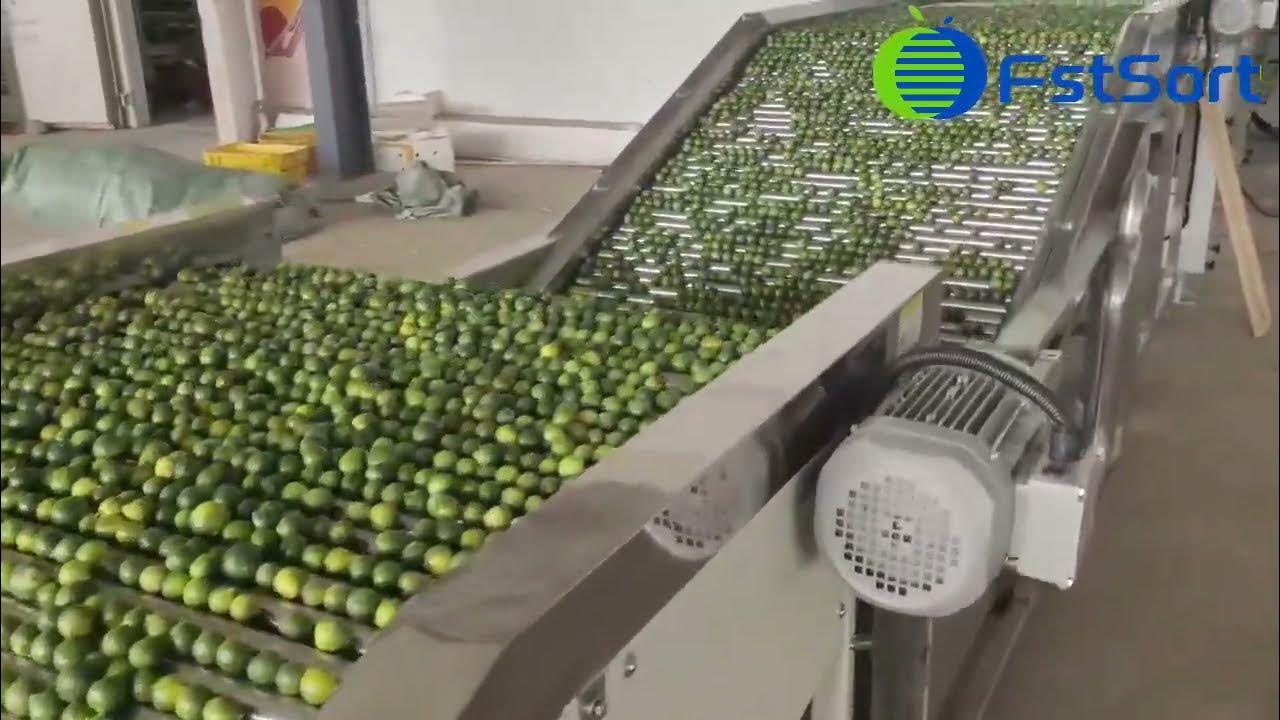 FstSort lime/citrus/lemon/orange waxing drying sorting line - YouTube