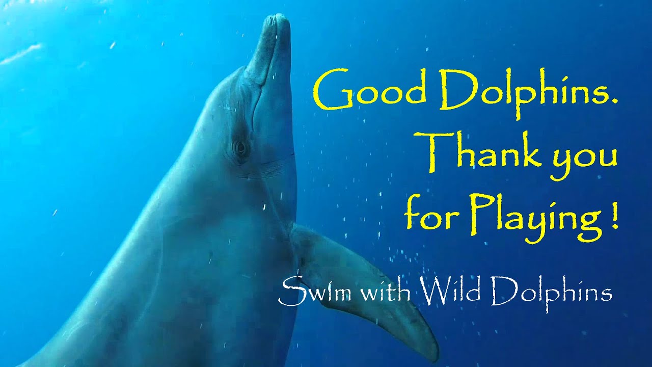 Good Dolphins.Thank you for Playing !～回るイルカたち～ - YouTube