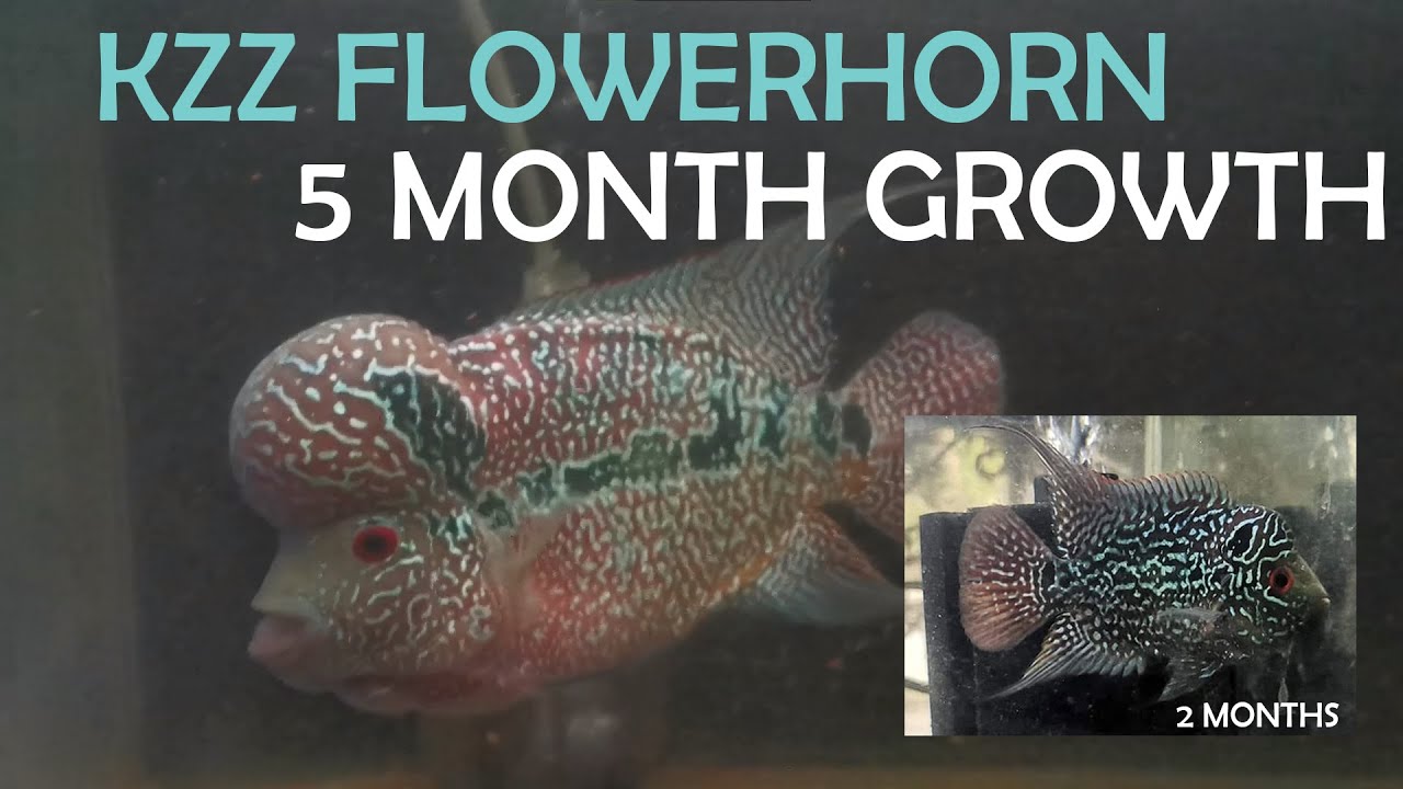 KZZ Flowerhorn - Buffalo 5 Months GROWTH RATE - YouTube