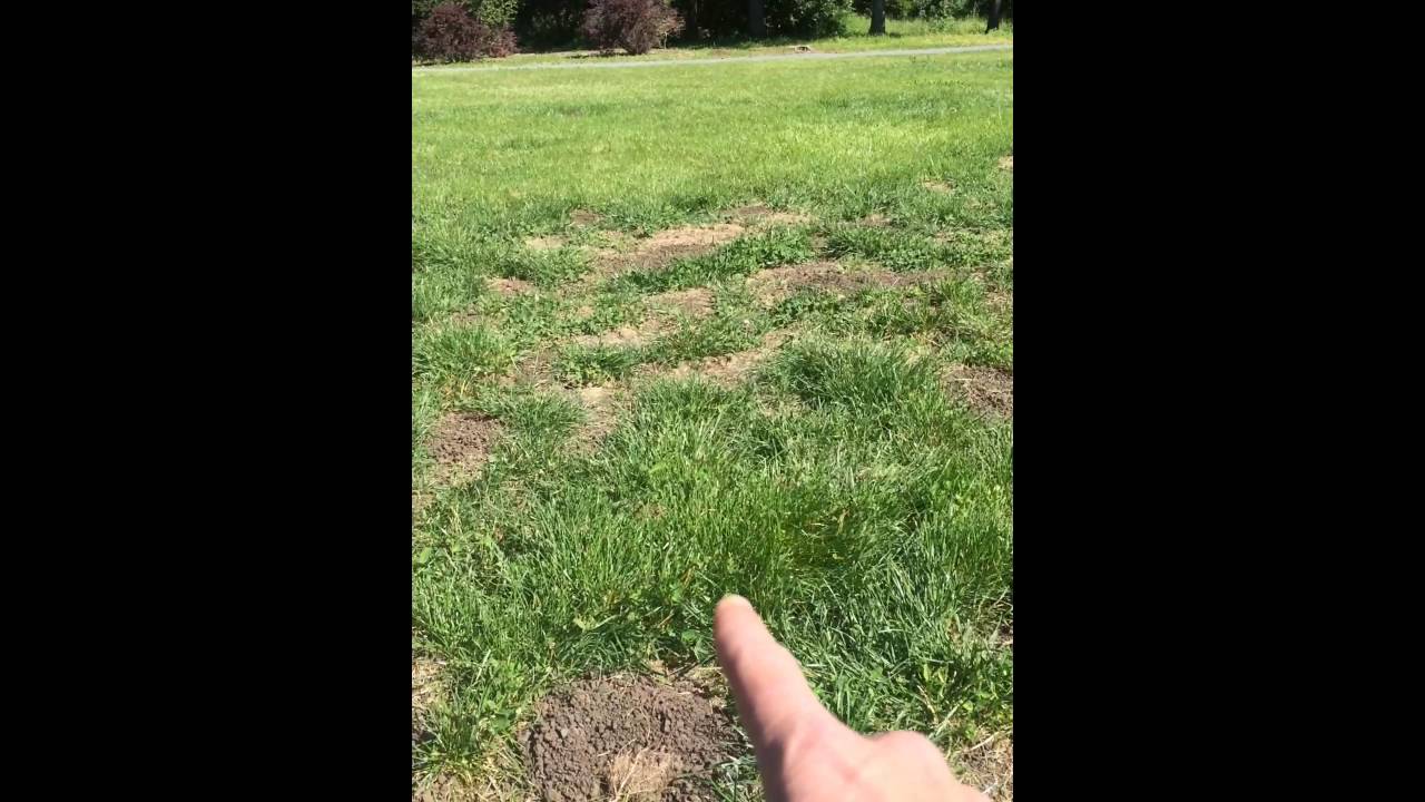 Understanding gopher damage - YouTube