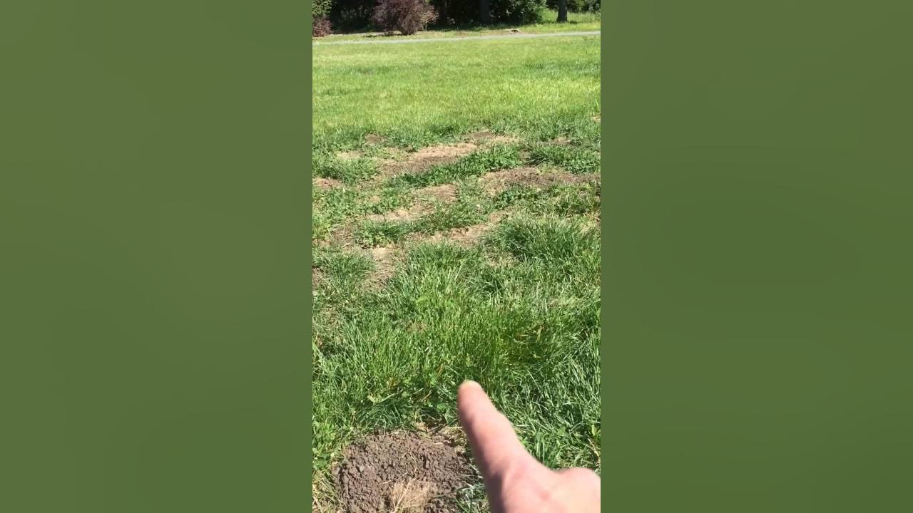 Understanding gopher damage - YouTube