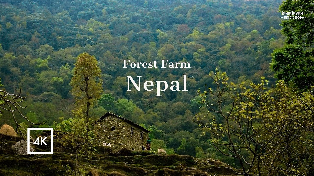 Nepal - Have you seen the Farm Life along the Nepali Forest? | Nepali ...