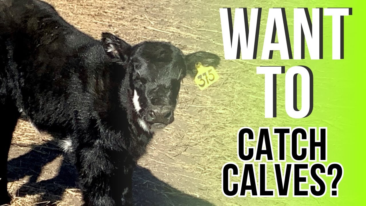 Make Calf Catching Easy this Calving Season with Fast Catch Calf ...