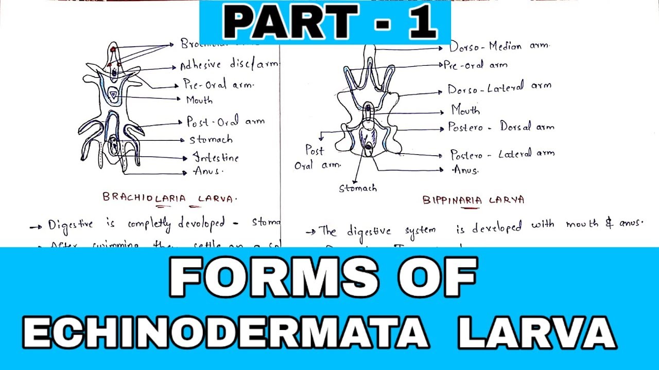 Part - 1 :- Forms of Echinodermata larva | Bipinnaria, Brachiolaria ...
