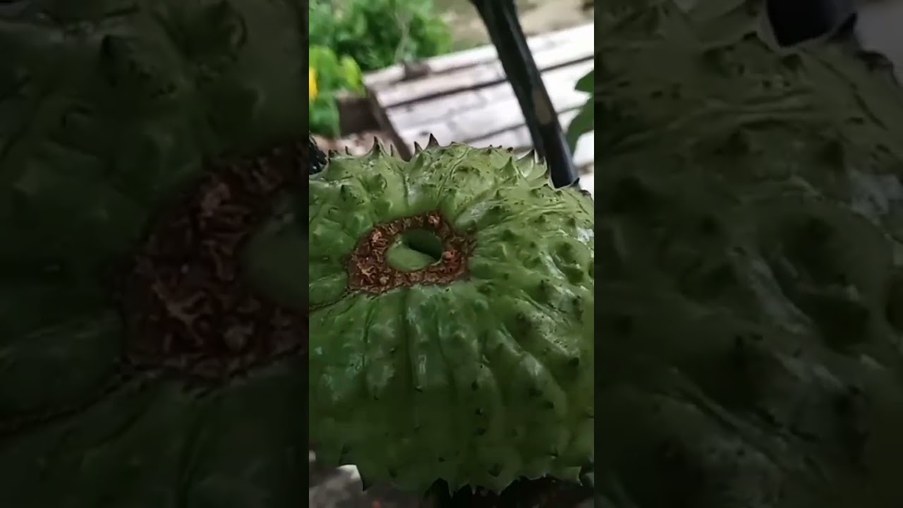 #Katyubong #leaves and due to get #medicine specially #toothache # ...