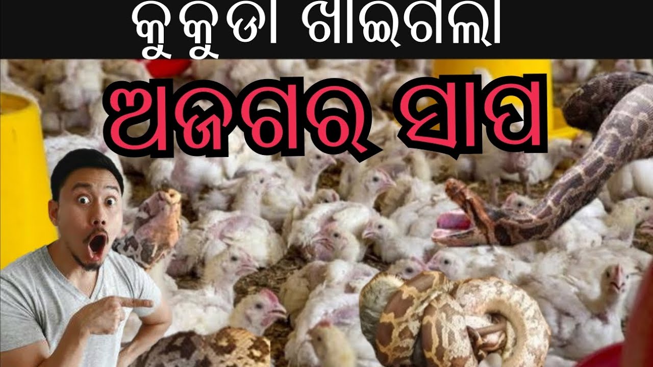 Ajagara sapa //Brailar farm // chicken was eaten by the snake // ajagar ...