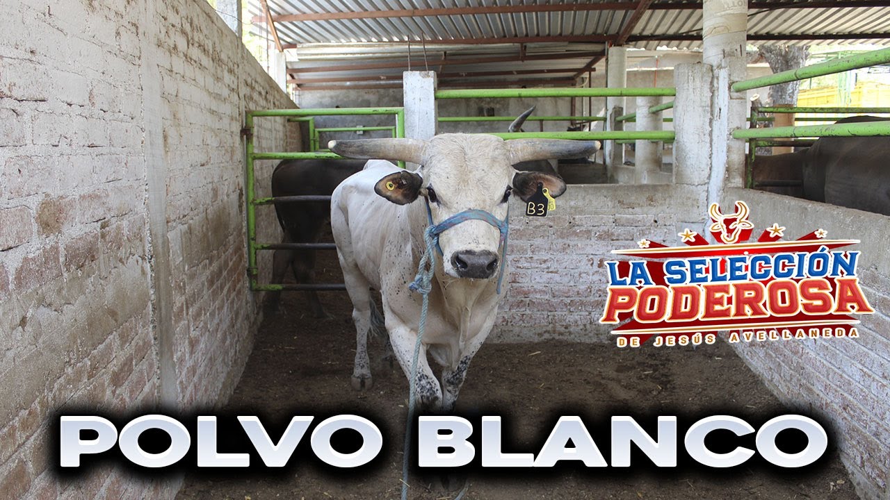Polvo Blanco, de la torada americana que tiene el rancho - YouTube