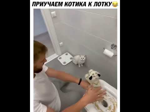 Как приучить кота к лотку) Инструкция ) - YouTube