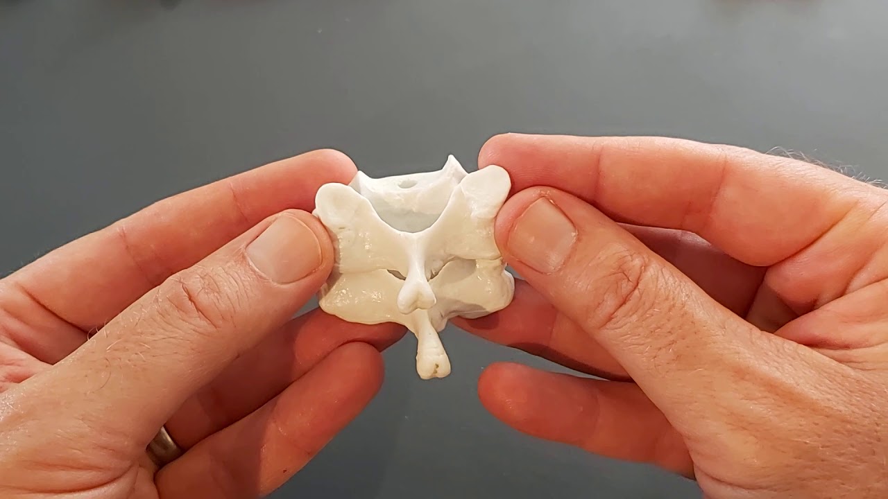 Cervical mechanics and the chiropractic adjustment - YouTube