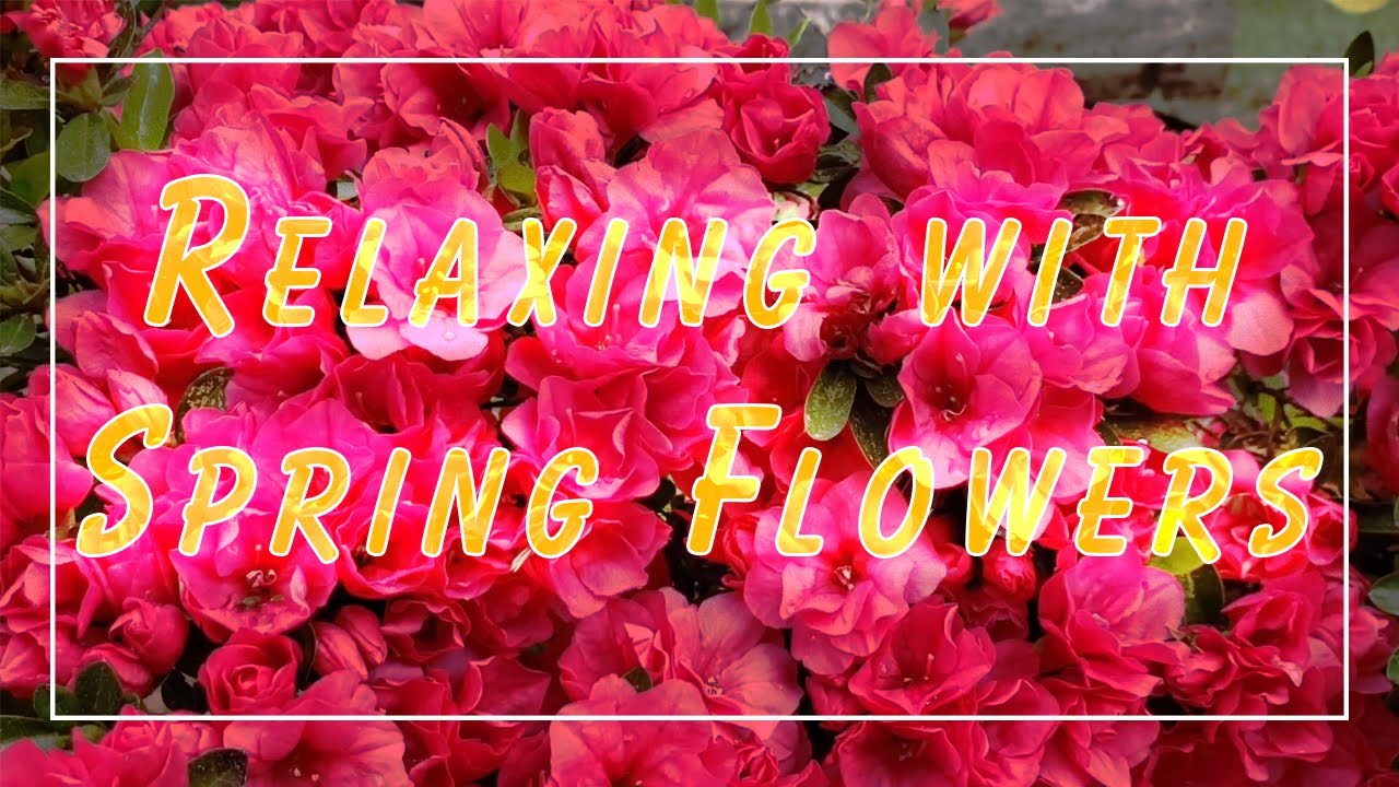 Relaxing outside with blooming spring flowers - YouTube