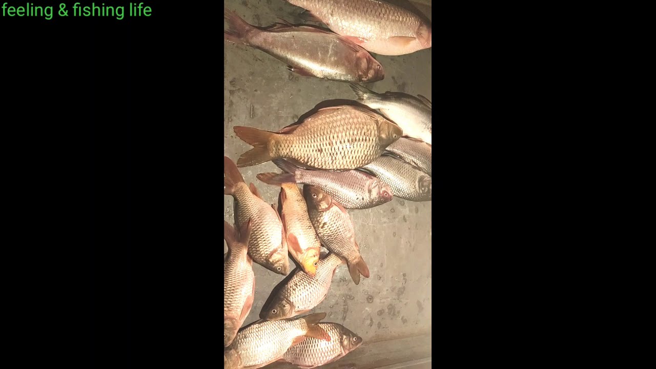 Best Amazing Video-How Rui Catal Fish are Lines up in the market - YouTube