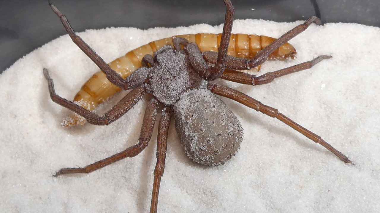 @philipfish50 a collection of six eyed sand spider takedown’s - YouTube