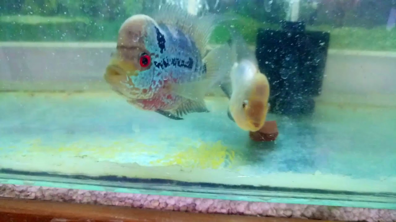 Flowerhorn breeding fish laying eggs and guarding large female and ...
