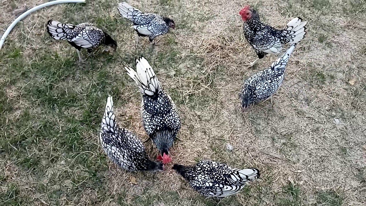 Süs Tavuklarım (gümüş zibrit) - YouTube