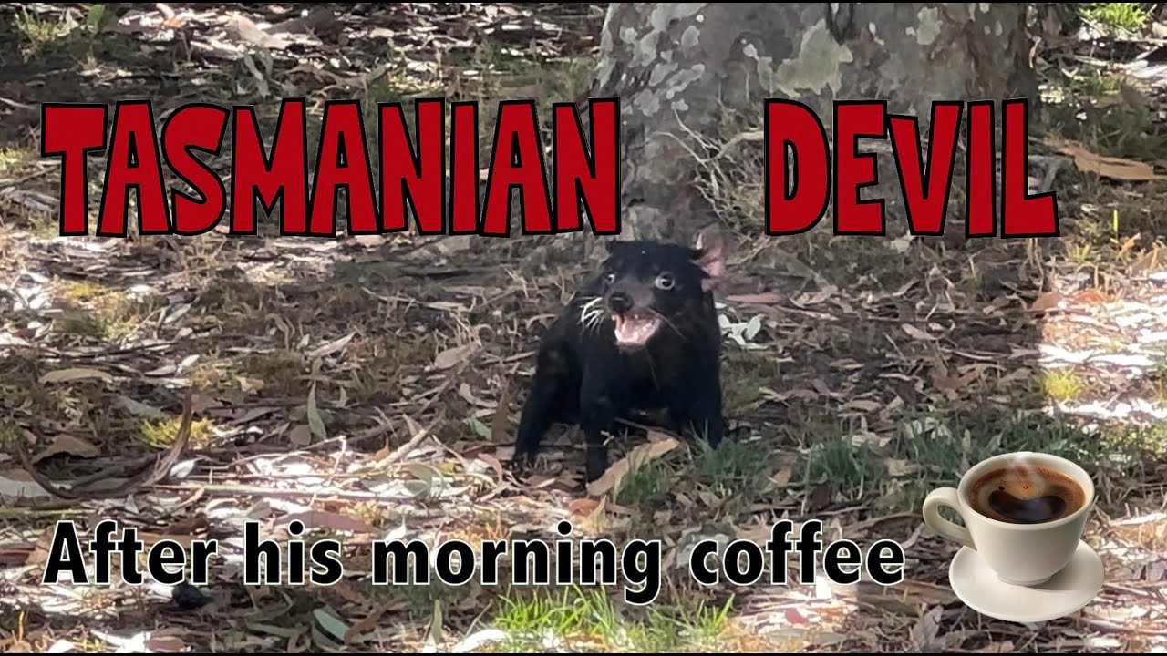 Tasmanian Devil after his morning coffee - YouTube