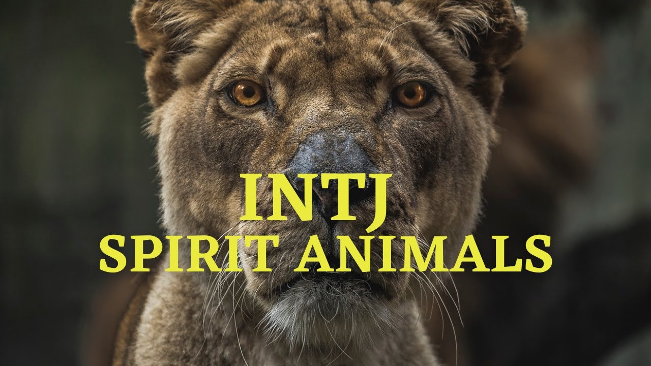 INTJ spirit animals what symbolizes INTJ the best - YouTube