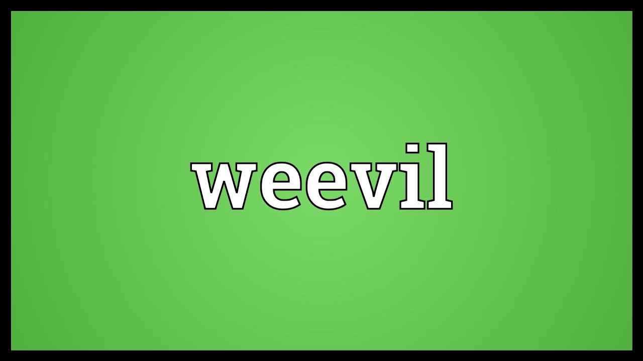 Weevil Meaning - YouTube