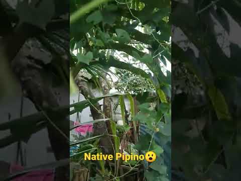 NATIVE PIPINO MORE HERE IN PHILIPPINES - YouTube