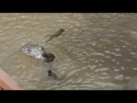 naked bath in river|monkey bath|2018|hd|bold|sexy|hot