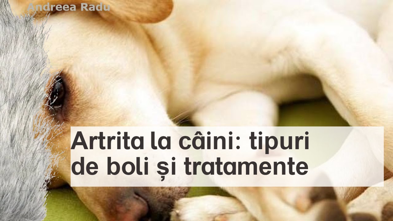Artrita la câini: tipuri de boli și tratamente - YouTube