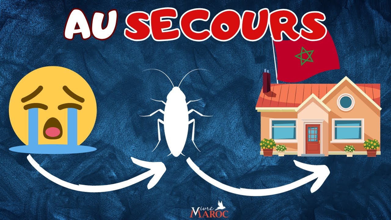 😱 5 solutions contre les cafards au MAROC ! - YouTube