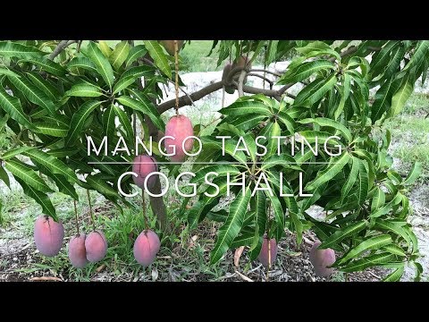 Florida Mango Tasting - Cogshall Mango - YouTube
