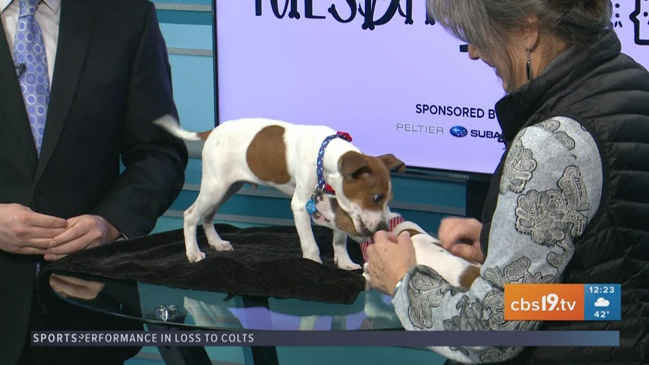 TUESDAY TAILS: Meet Sake and Spring Roll from the SPCA of East Texas ...