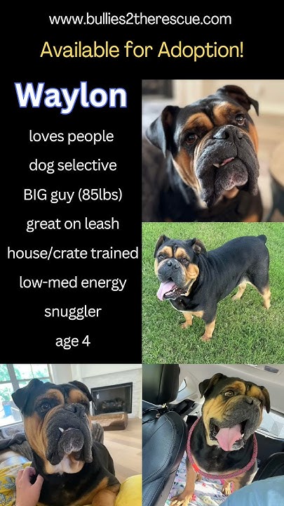 Visit www.bullies2therescue.com for adoption info! #rescue #englishbulldog #frenchbulldog # ...