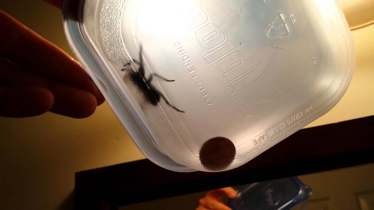 Pennsylvania wolf spider relentless - YouTube