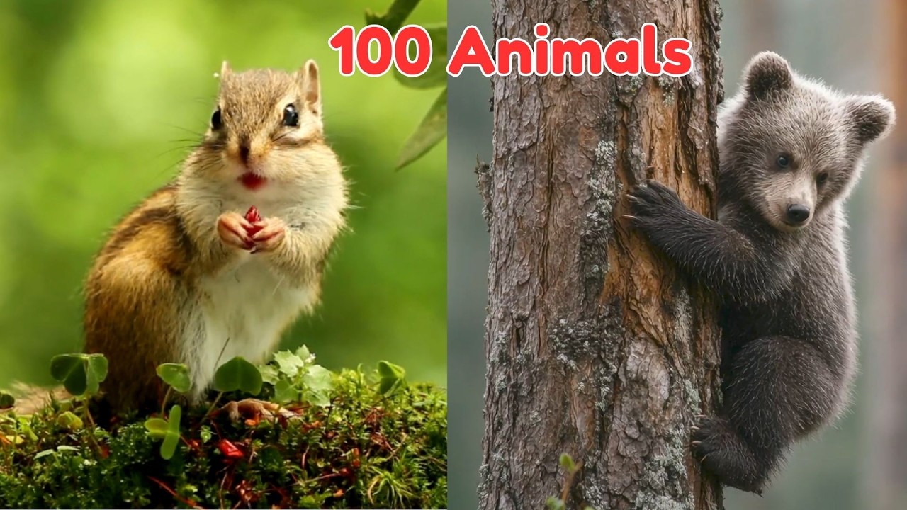 100 Most Popular Animals in the World | Learn Animal Names with Real ...