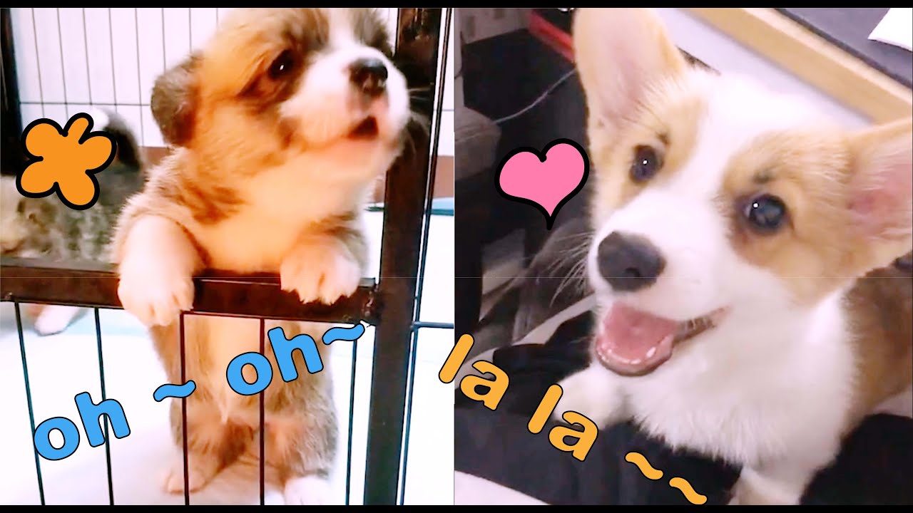 singing and barking corgis -- the sounds of corgis compilation! - YouTube