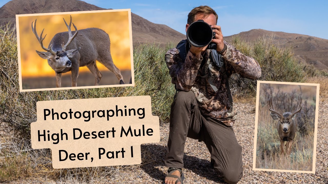 Photographing the Mule Deer rut, Part 1. High desert wildlife ...