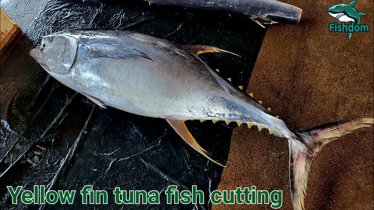 Amazing 😲 ! Yellow fin tuna fish cutting and chopping skills in Sri ...