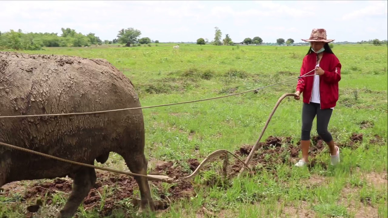 ANIMAL DRAWN PLOW - YouTube