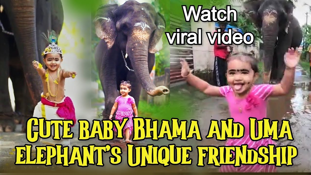 Meet Kerala's cute baby Bhama and her Unique friend Uma elephant बेबी ...