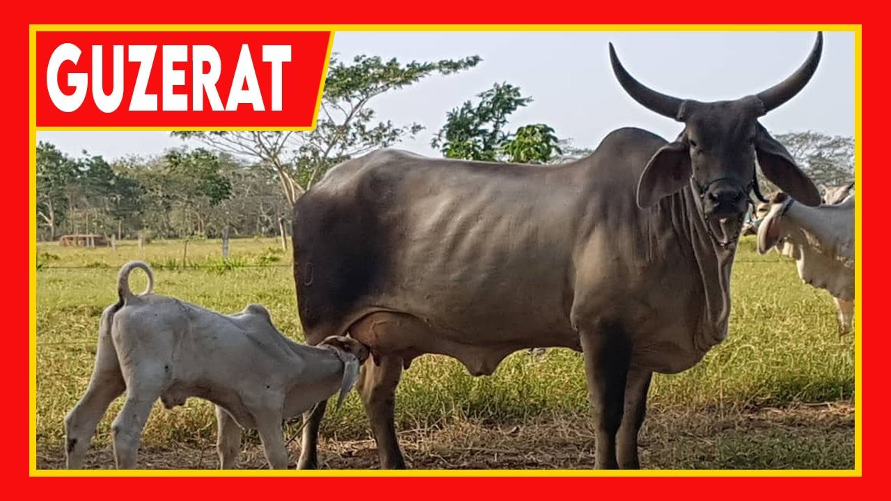 🔴 RAZA GUZERAT CARACTERISTICAS Vacas Lecheras y Carnicas, Raça GUZERAT ...