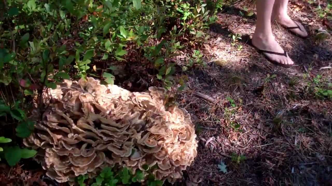 Wild Hen of the Forest (Grifola frondosa) @ Nickerson State Park - YouTube
