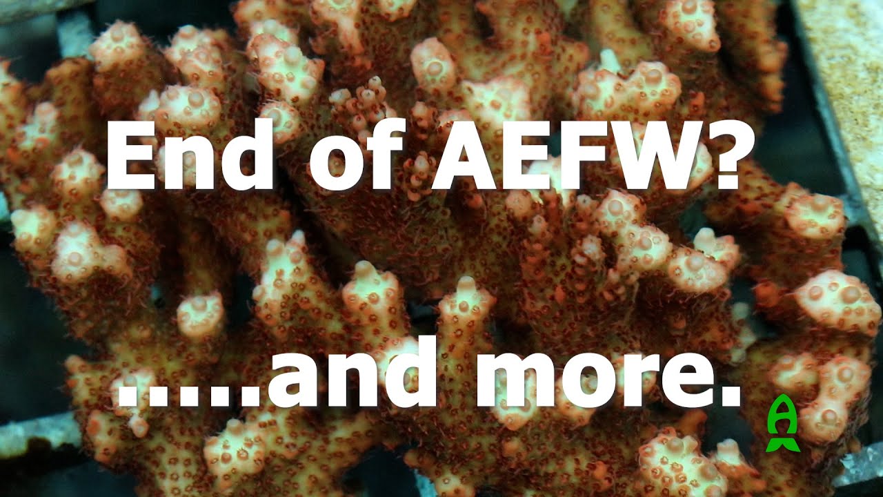 End of AEFW? ... and more. - YouTube