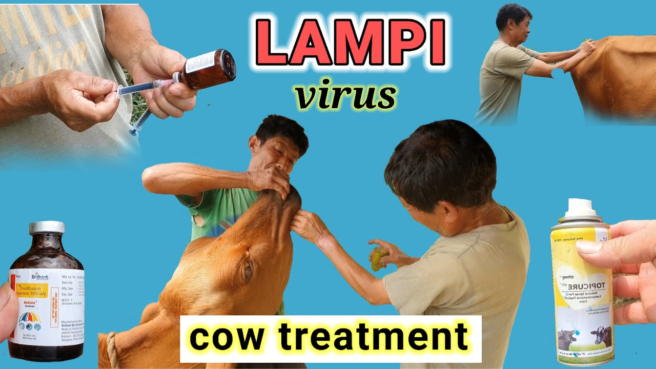 Treatment Of Cow From Lampi Virus / लंपी रोगबाट गाईको उपचार / Mimang ...