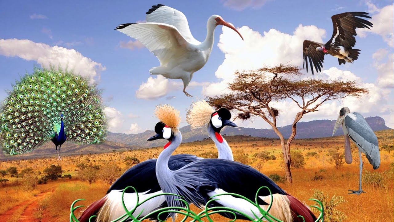 Sounds of African Birds - Ibis, Marabou, Peacock, Crane, Vulture - YouTube
