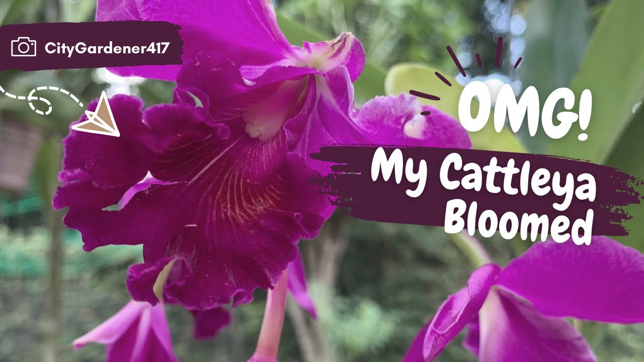 My Cattleya Orchid Bloomed #cattleya #flowers #urbangardening #mystory ...