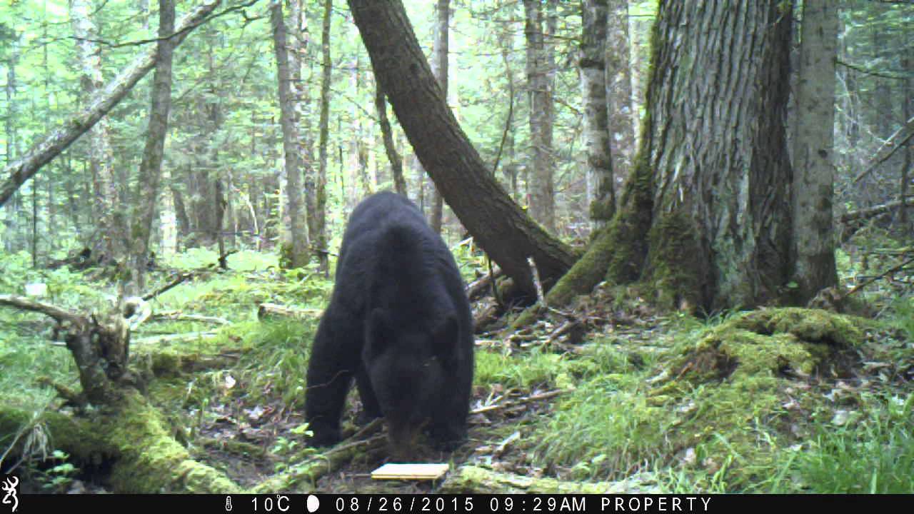 Black Bear on Trail Cam (Browning Strikeforce) - YouTube