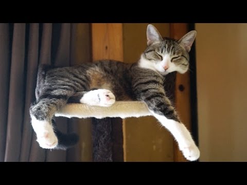スネる猫 - Ohagi being a Sulky Cat - - YouTube