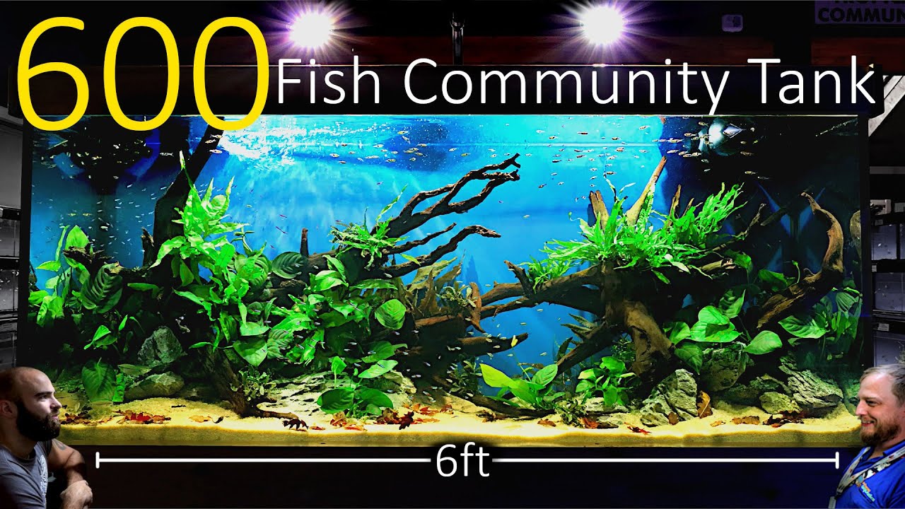 600 Fish Nano Community Tank EPIC 6ft 500 Litre Planted Aquascape