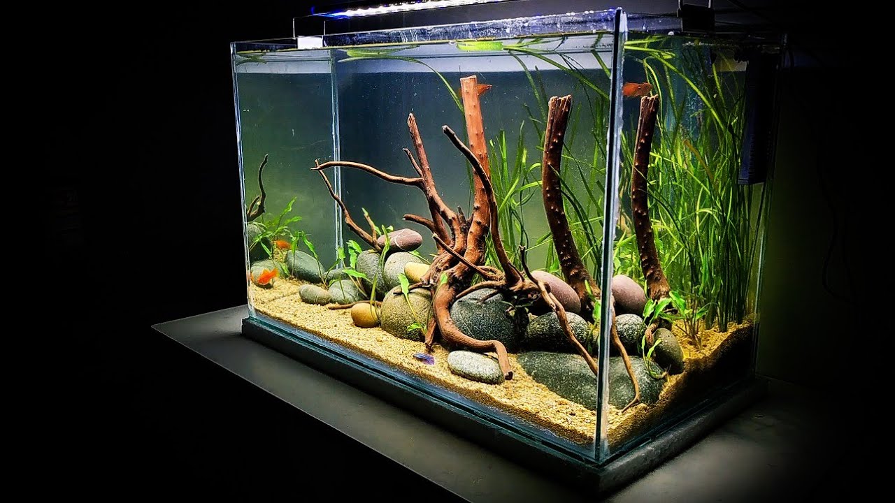 Low Tech Planted tank river style new aquascape - YouTube