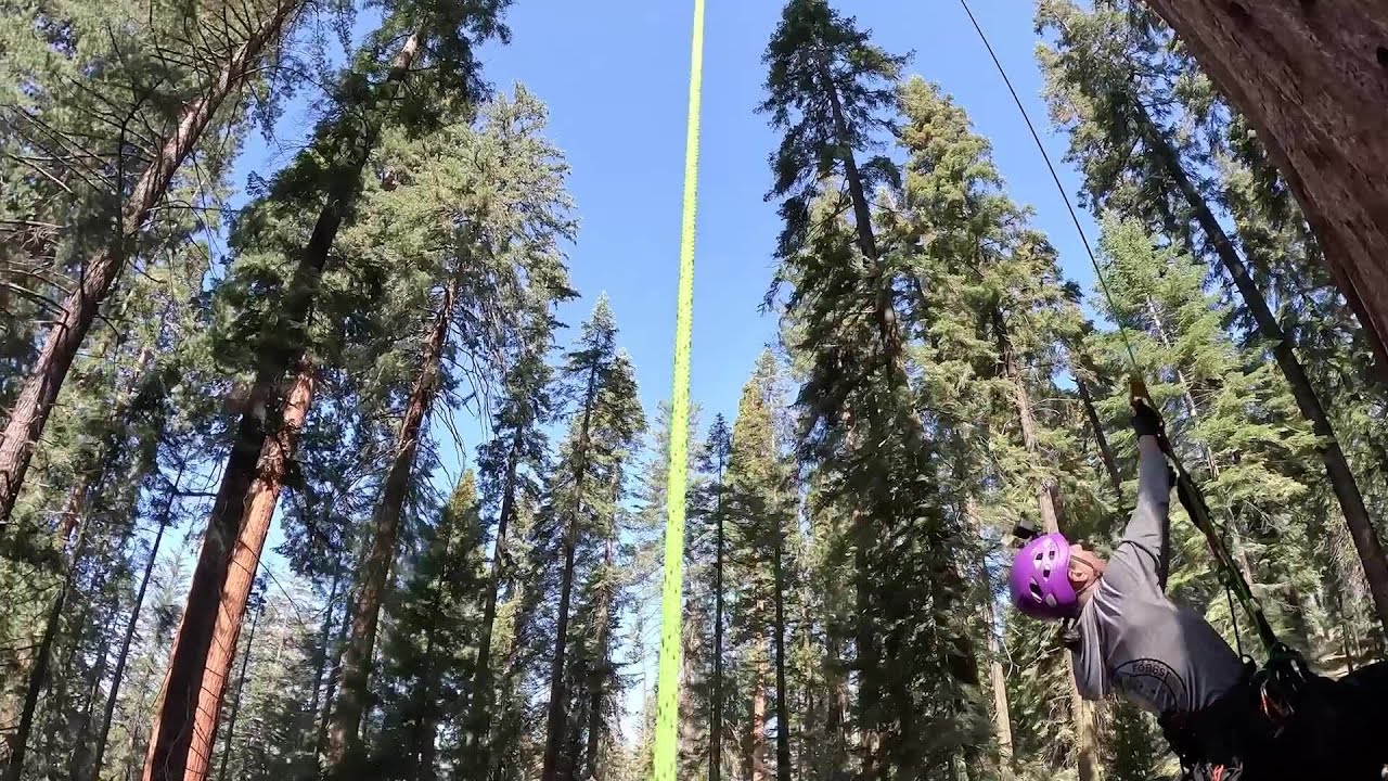 Video: Scientists climb California's General Sherman Tree, largest tree ...